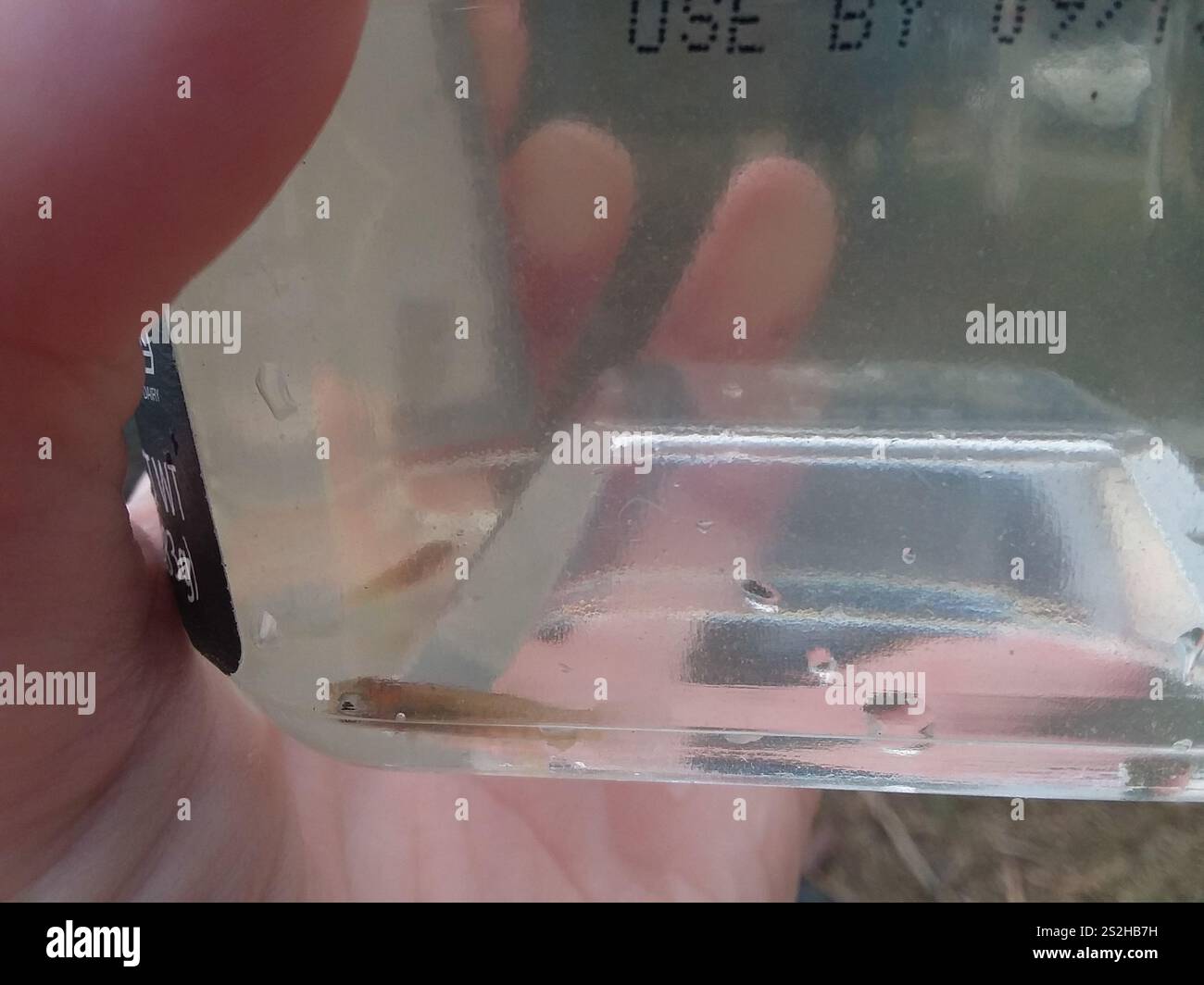 Typical Killifishes (Fundulus Stock Photo - Alamy