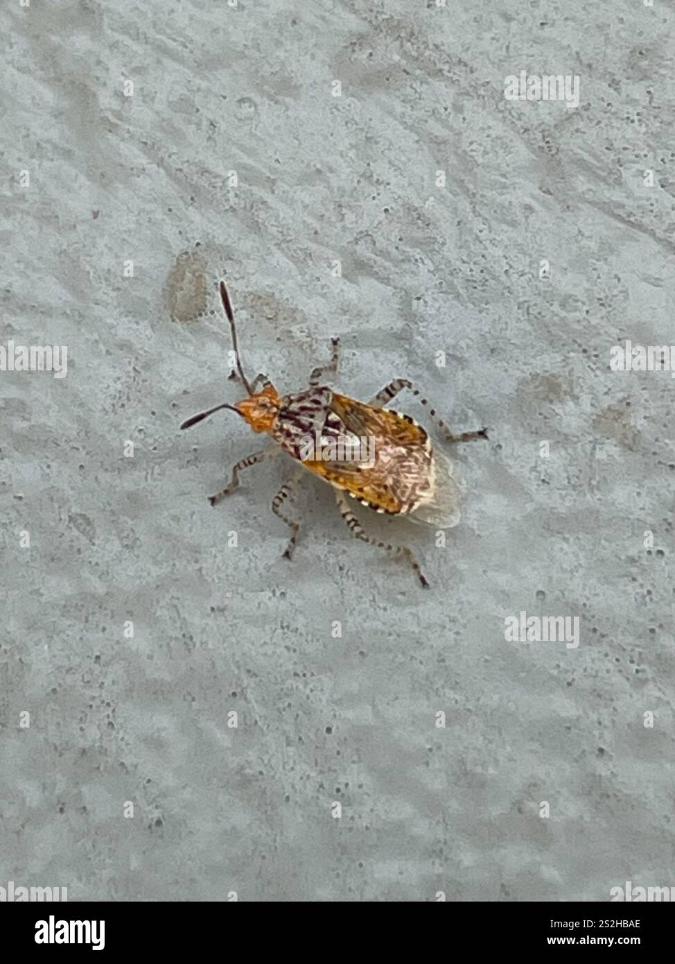 Hibiscus Scentless Plant Bug (Niesthrea louisianica Stock Photo - Alamy