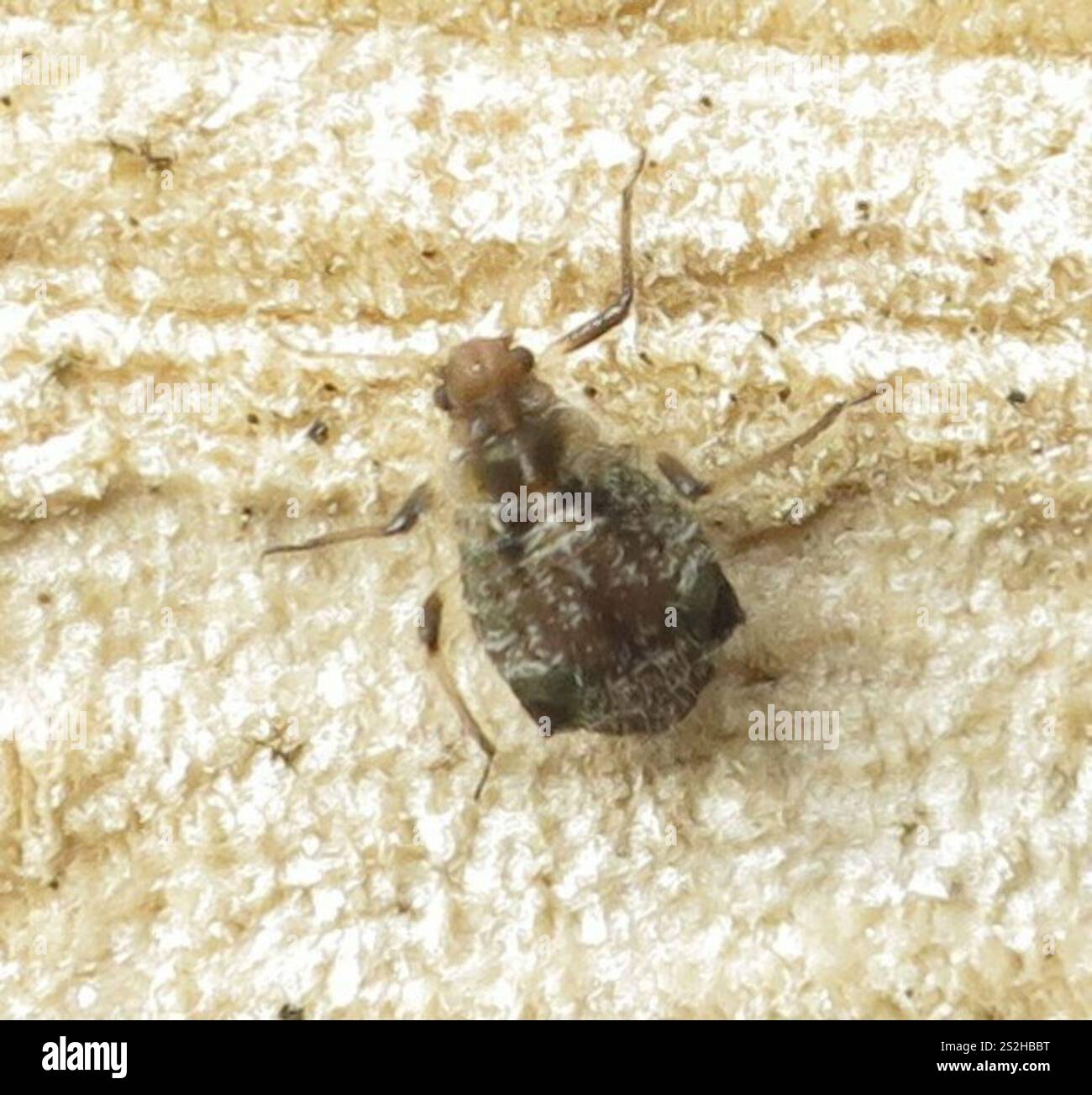 Giant Conifer Aphids (Cinara Stock Photo - Alamy