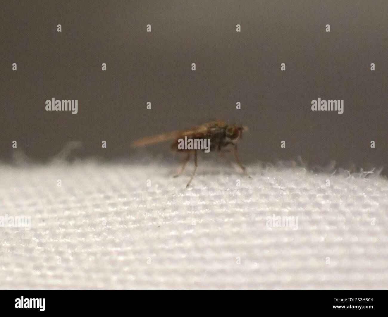 Shore Flies (Ephydridae Stock Photo - Alamy