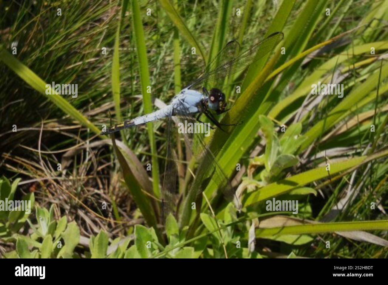 Eastern Blacktail (Nesciothemis farinosa Stock Photo - Alamy