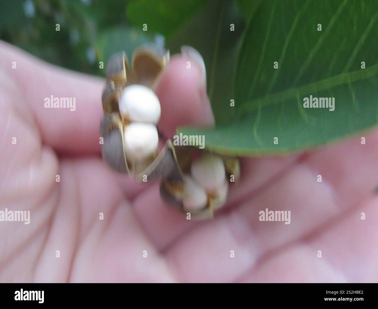 Chinese Tallow (Triadica sebifera Stock Photo - Alamy