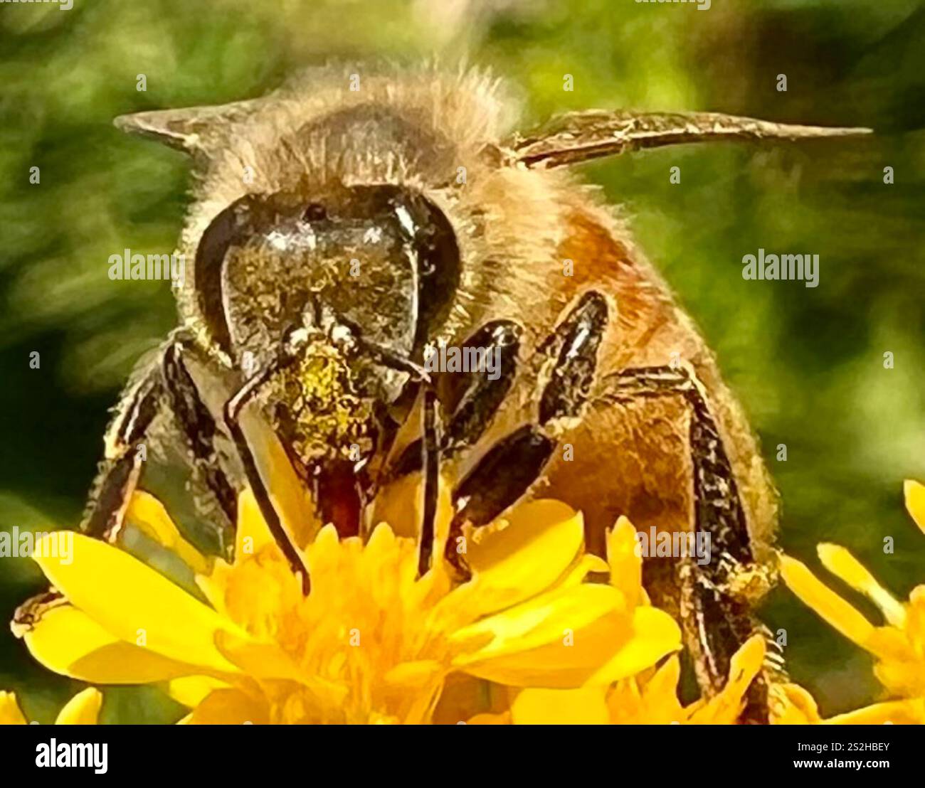 Western Honey Bee (Apis mellifera Stock Photo - Alamy