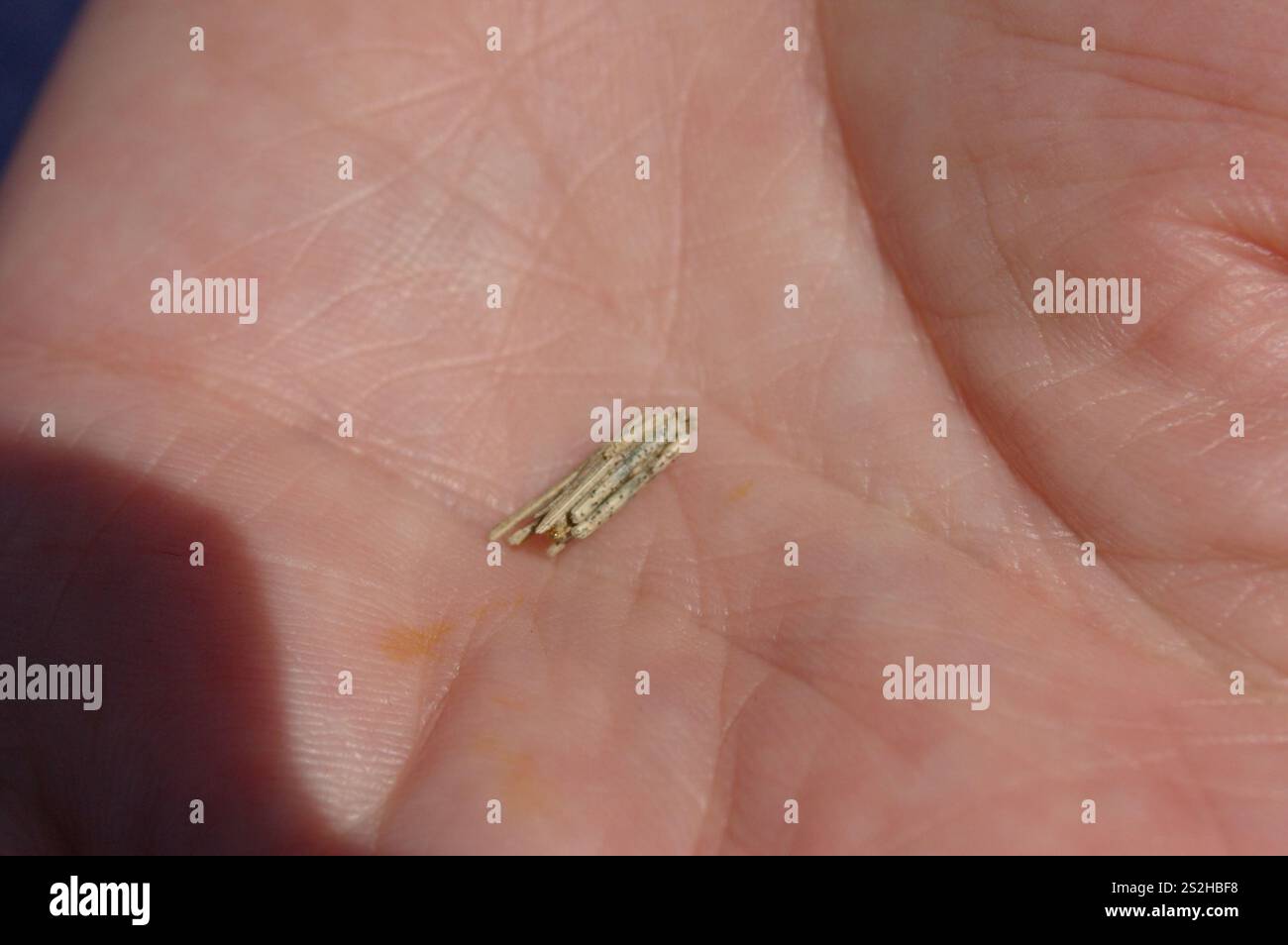 Common Bagworm Moth (Psyche casta Stock Photo - Alamy