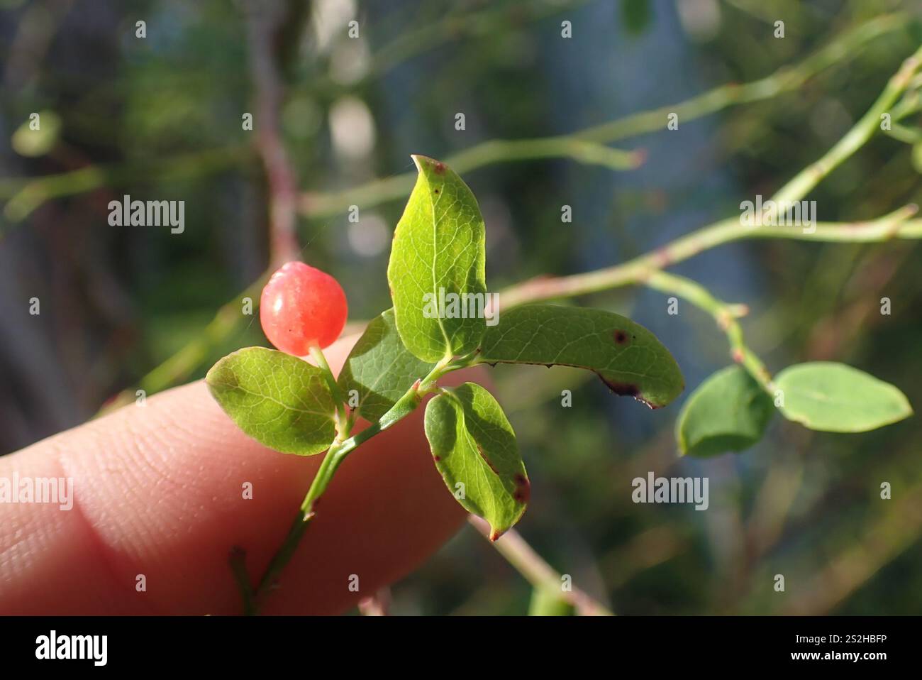 Red Huckleberry (Vaccinium parvifolium Stock Photo - Alamy