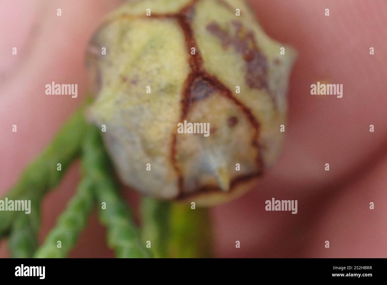 Alaska yellow cedar (Callitropsis nootkatensis Stock Photo - Alamy