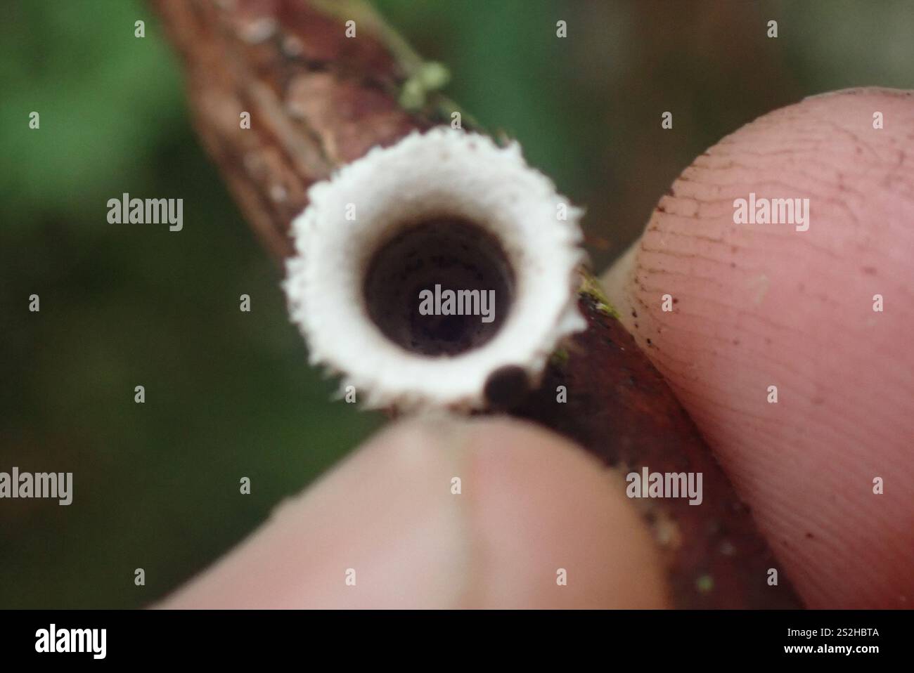 bird's nest fungi (Nidulariaceae Stock Photo - Alamy