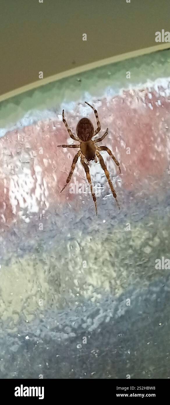 Silver-sided Sector Spider (Zygiella x-notata Stock Photo - Alamy