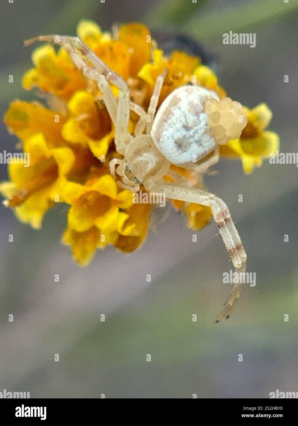 Crab Spiders (Thomisidae Stock Photo - Alamy