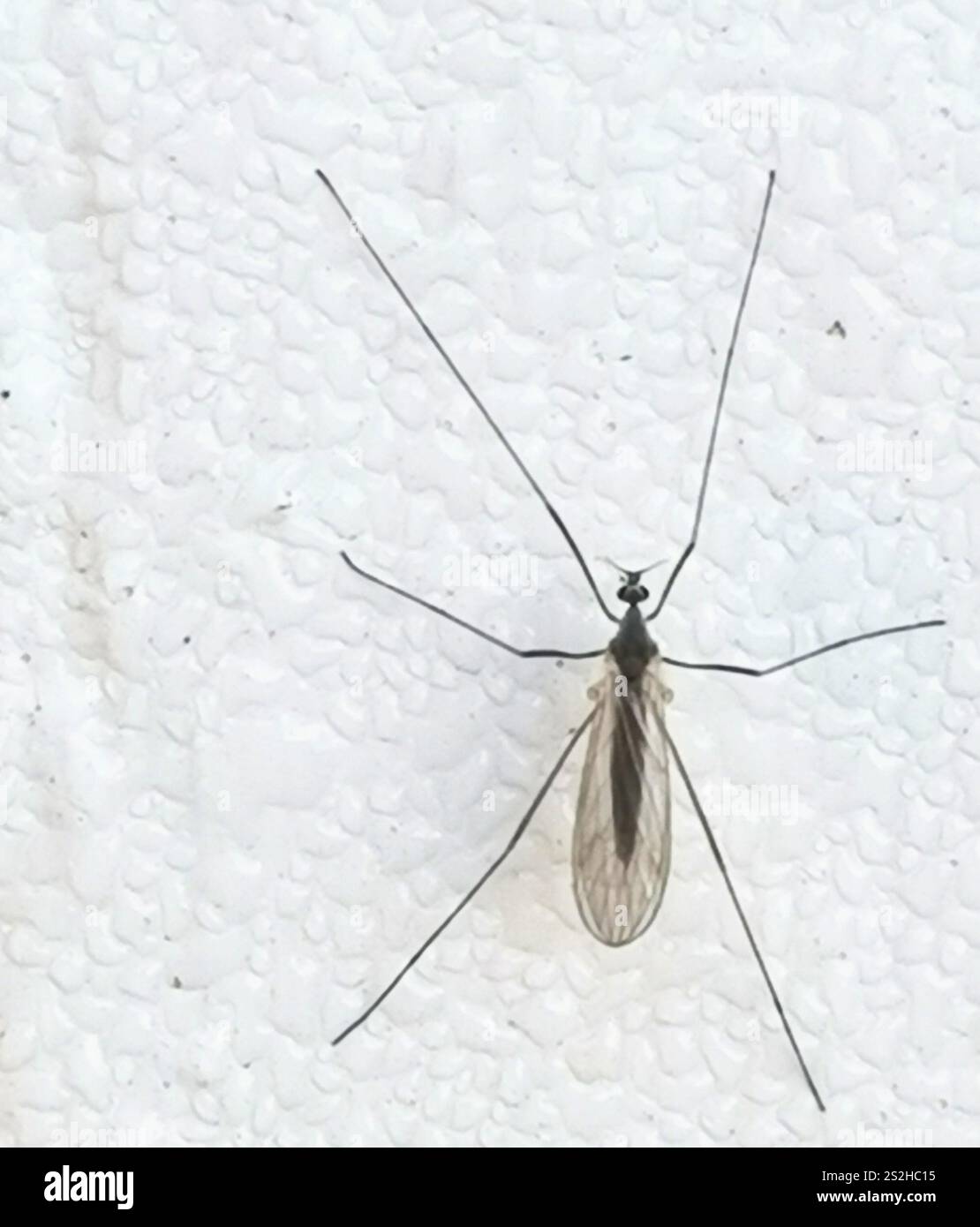 Winter Crane Flies (Trichoceridae Stock Photo - Alamy