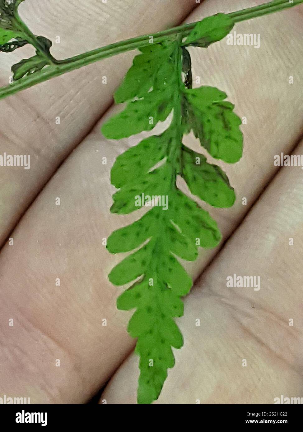 fragile ferns (Cystopteris Stock Photo - Alamy