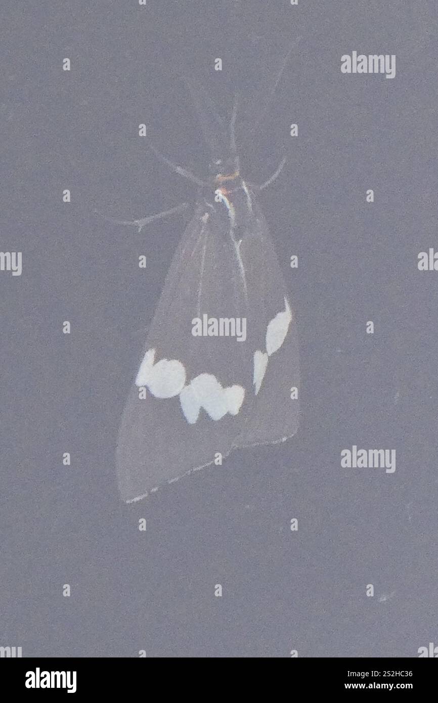 Australian magpie moth (Nyctemera amicus Stock Photo - Alamy