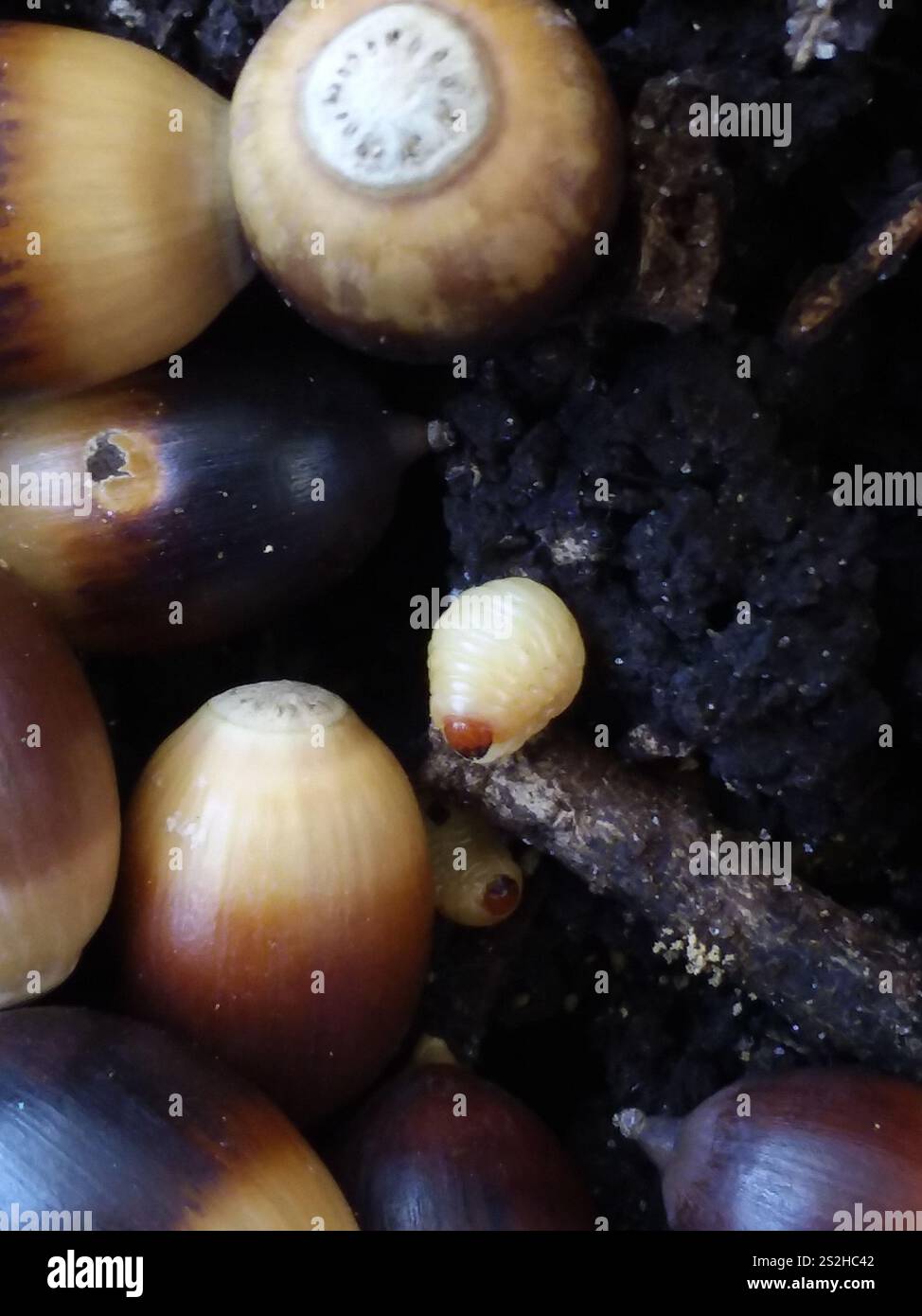 Nut and Acorn Weevils (Curculio Stock Photo - Alamy