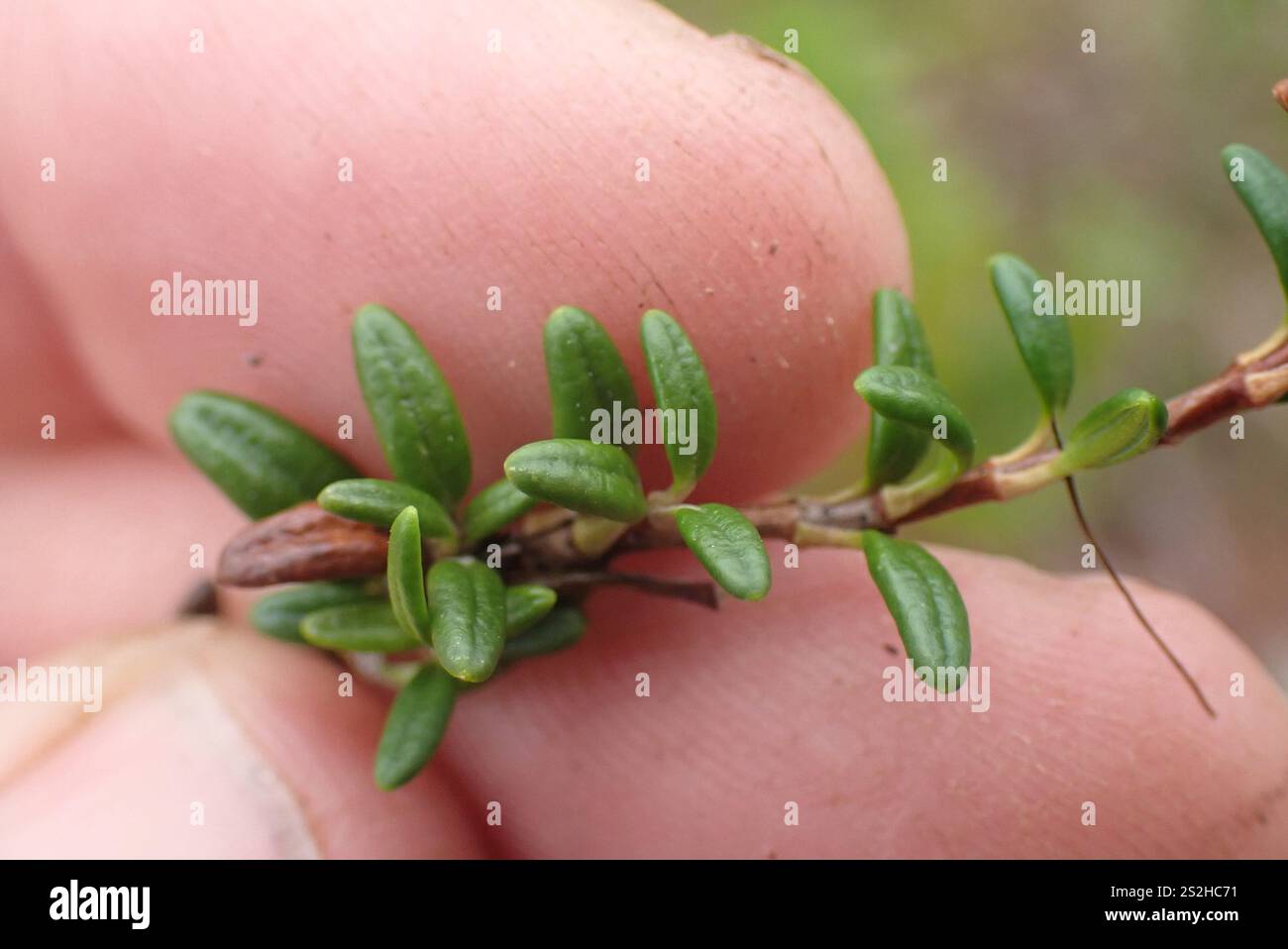 alpine azalea (Kalmia procumbens Stock Photo - Alamy
