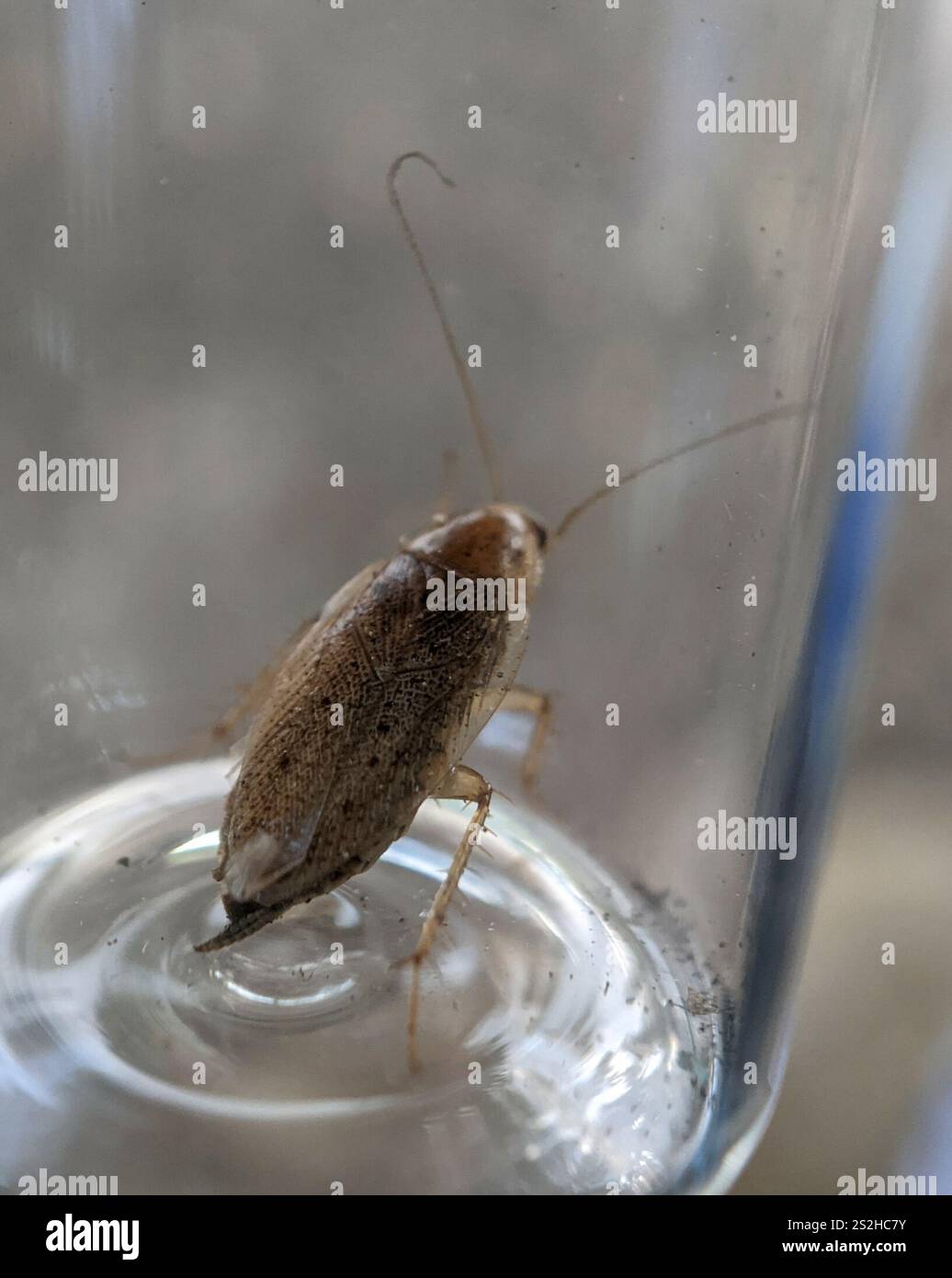 Tawny Cockroach (Ectobius pallidus Stock Photo - Alamy