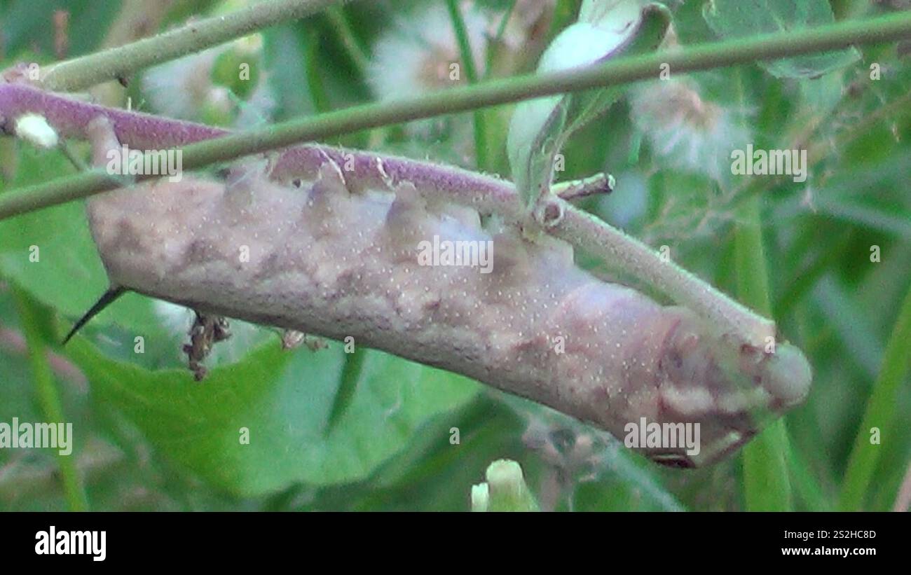 Vine Hawkmoth (Hippotion celerio Stock Photo - Alamy
