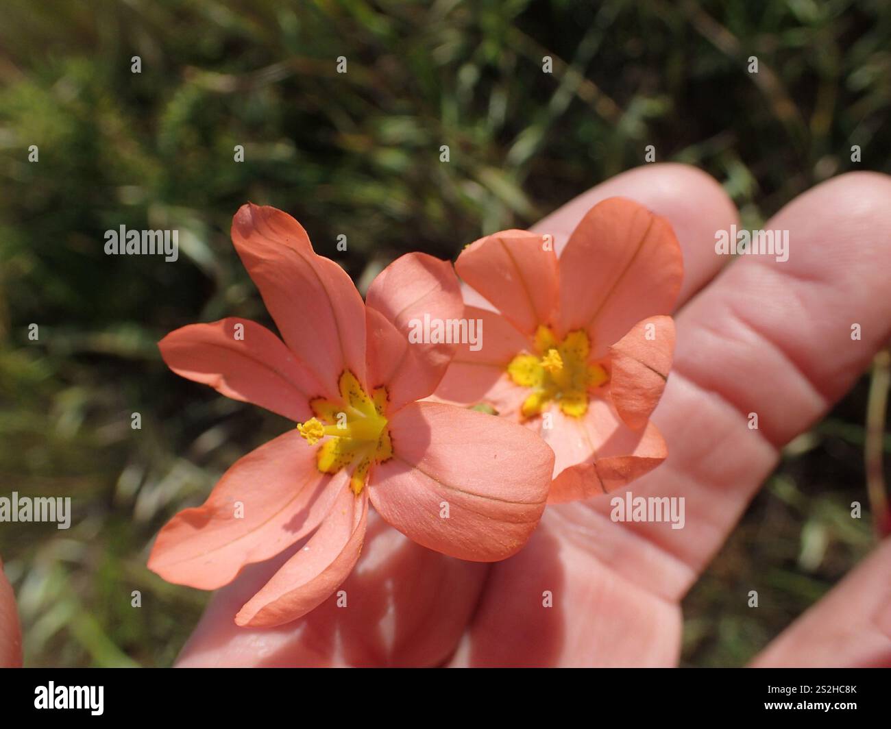 Two-leaved Cape tulip (Moraea miniata Stock Photo - Alamy