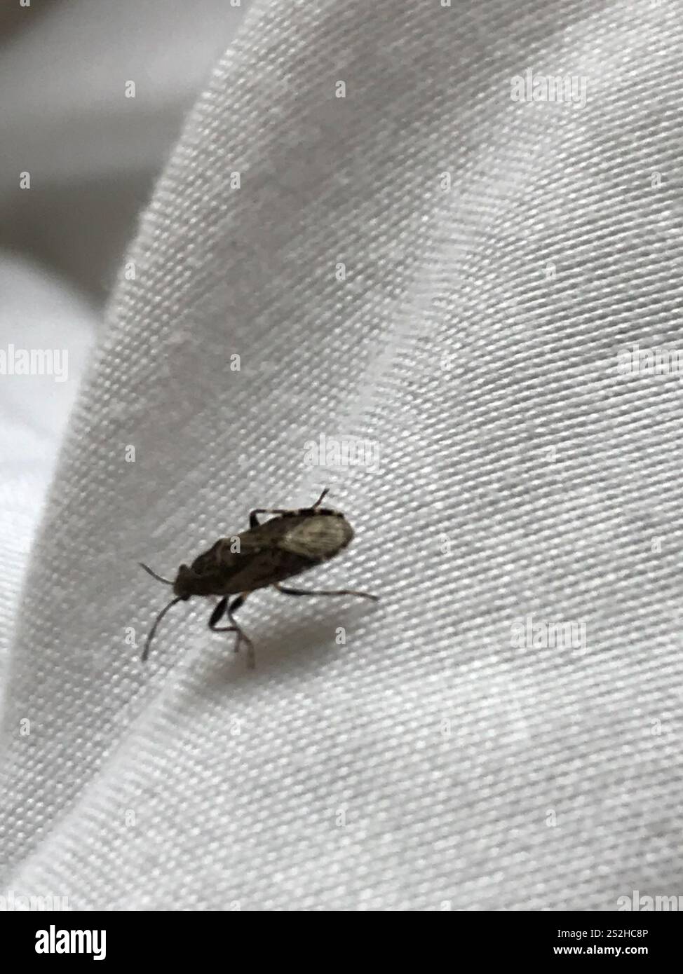 Nettle ground bug (Heterogaster urticae Stock Photo - Alamy