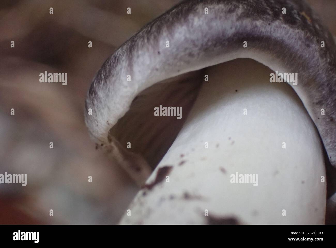 Sticky Gray Trich (Tricholoma portentosum Stock Photo - Alamy