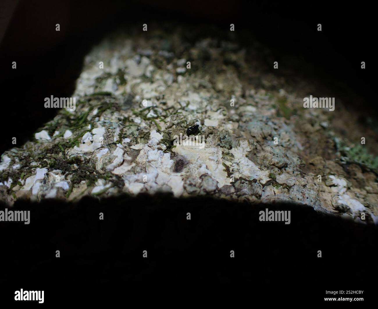 Barklice, Booklice, and Parasitic Lice (Psocodea Stock Photo - Alamy