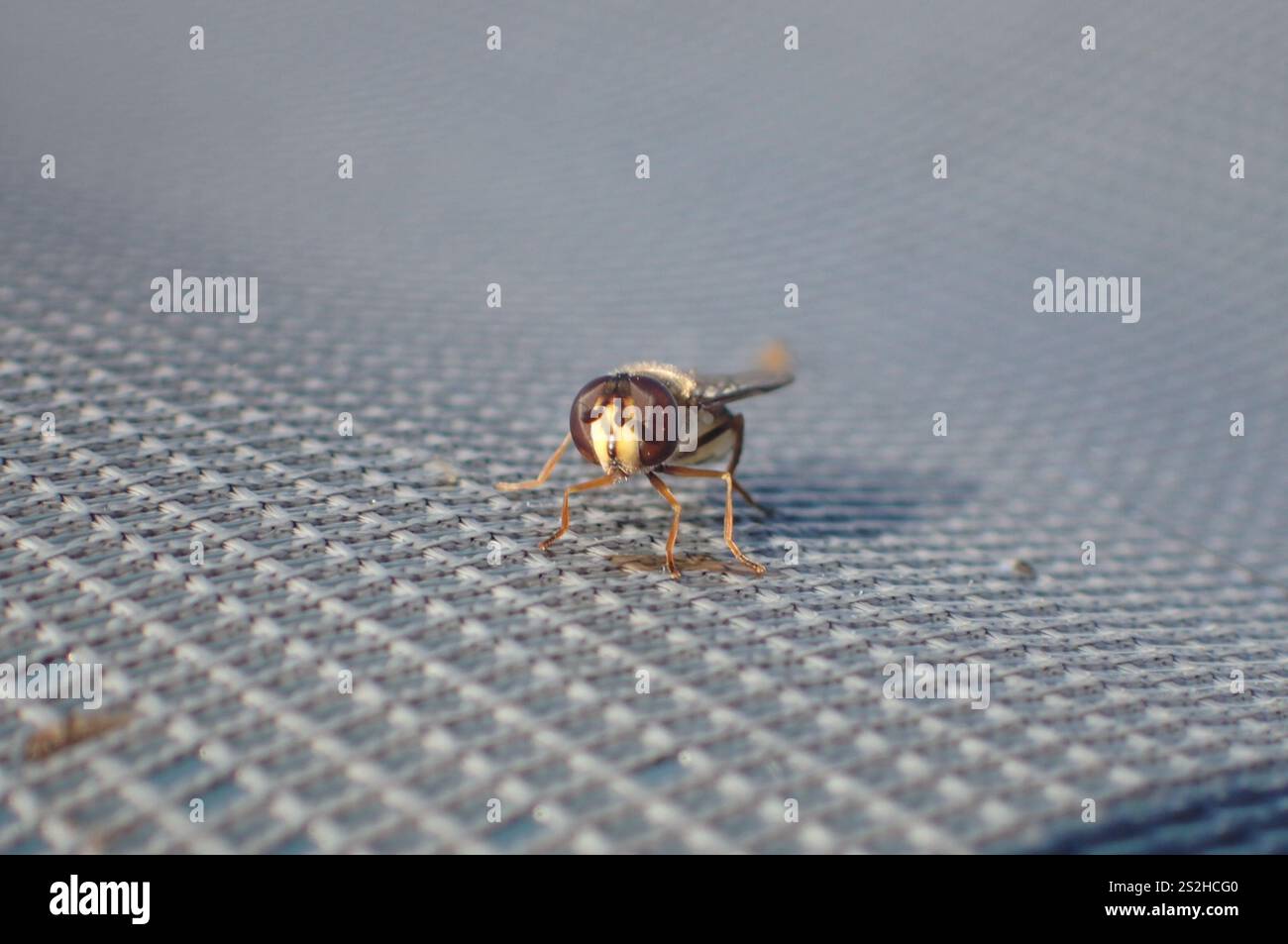Long-tailed Aphideater Complex (Eupeodes americanus Stock Photo - Alamy
