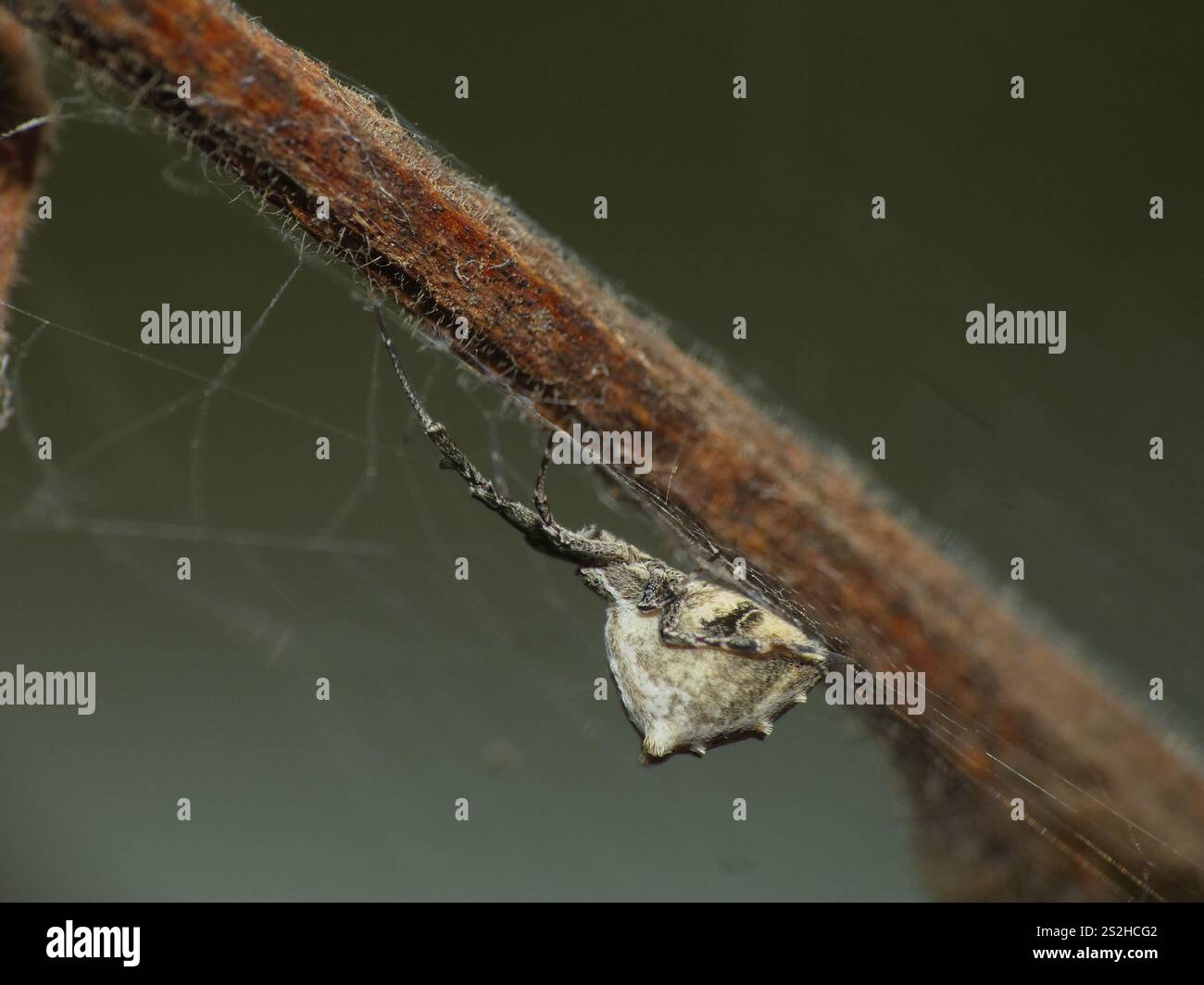 Feather-legged Spiders (Uloborus Stock Photo - Alamy