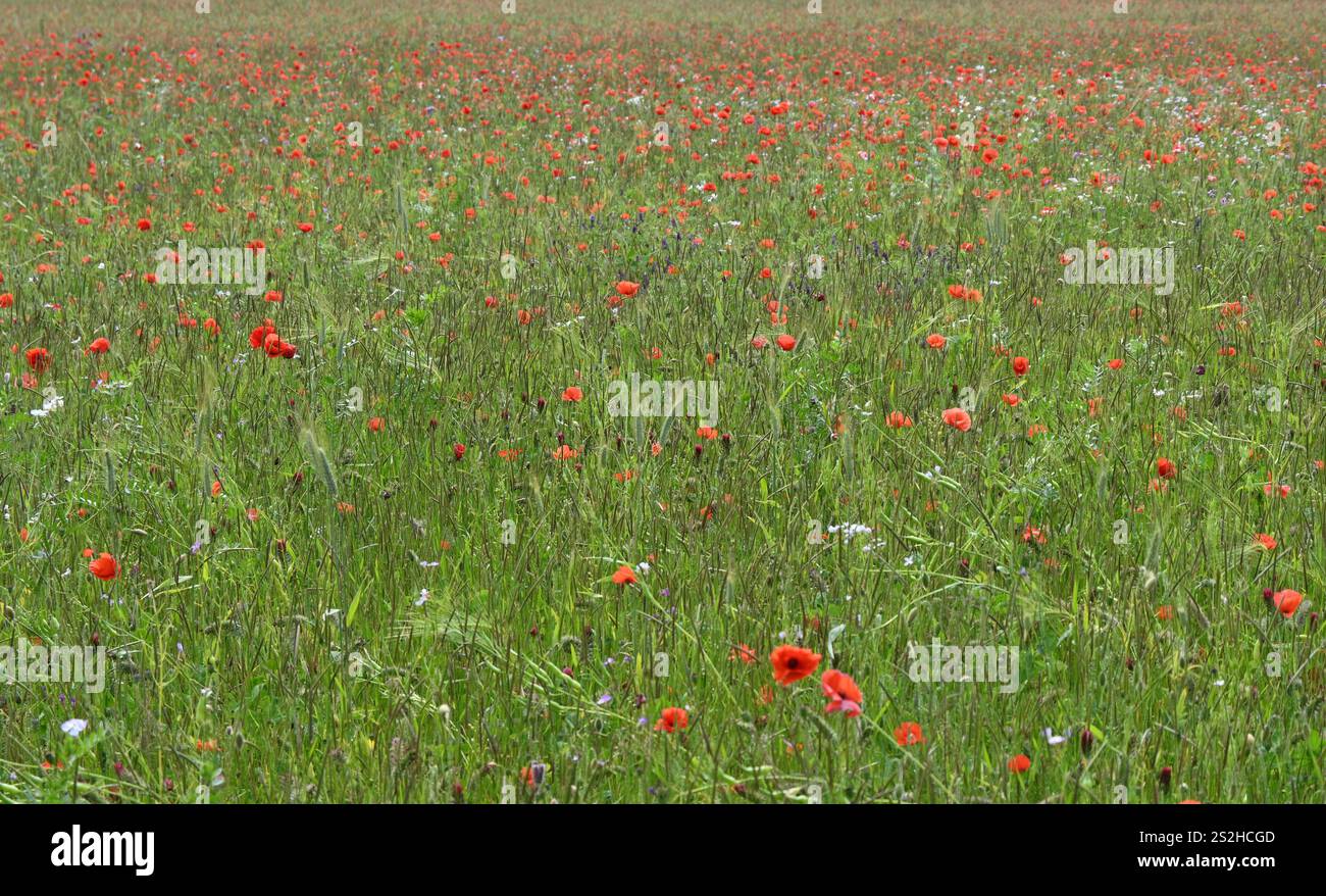 field of poppies, east anglia Stock Photo - Alamy