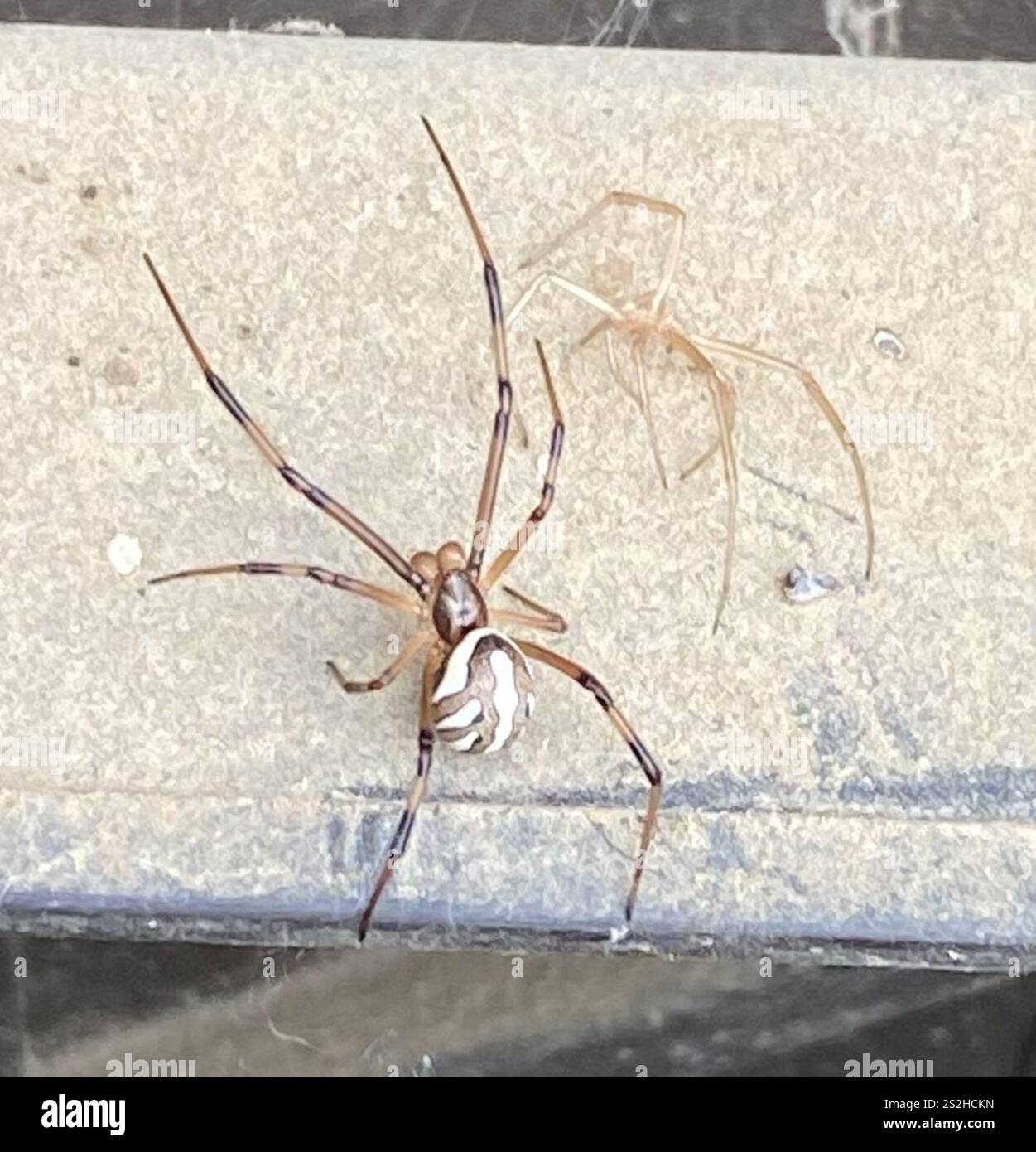 Western Black Widow (Latrodectus hesperus Stock Photo - Alamy
