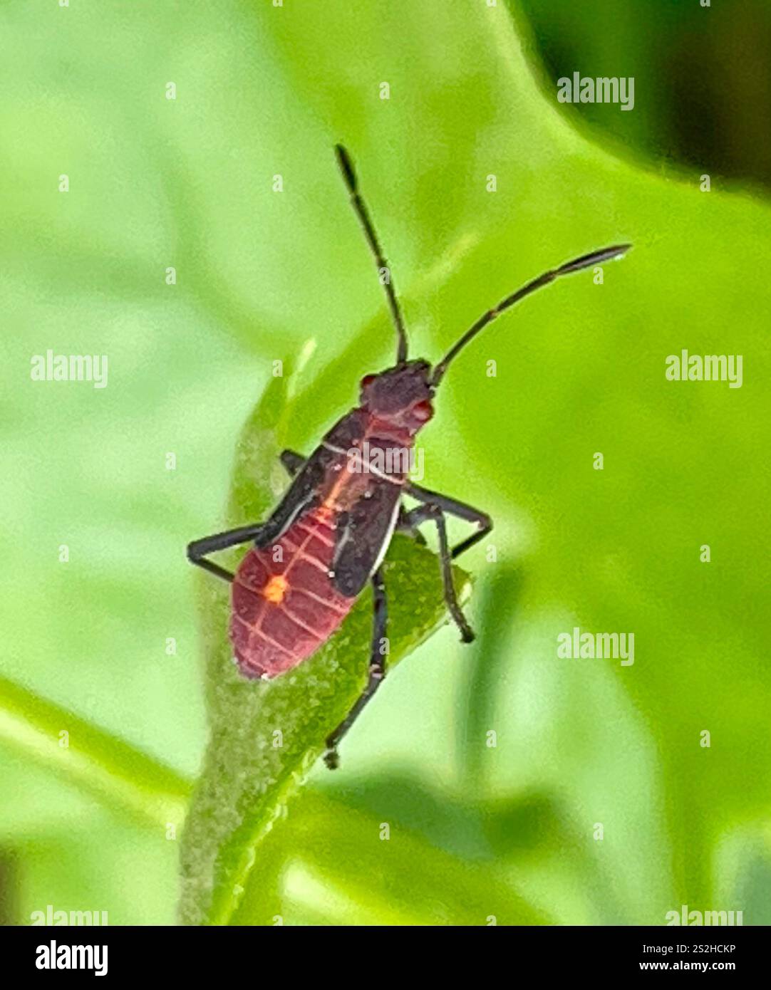 Western Boxelder Bug (Boisea rubrolineata Stock Photo - Alamy