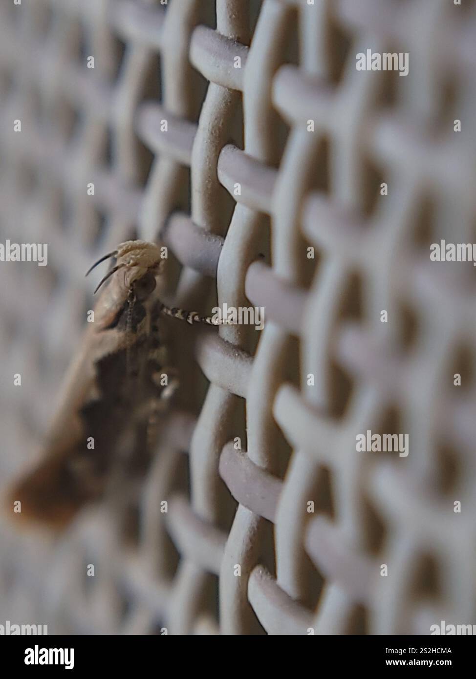 Curved-horn Moths (Gelechioidea Stock Photo - Alamy
