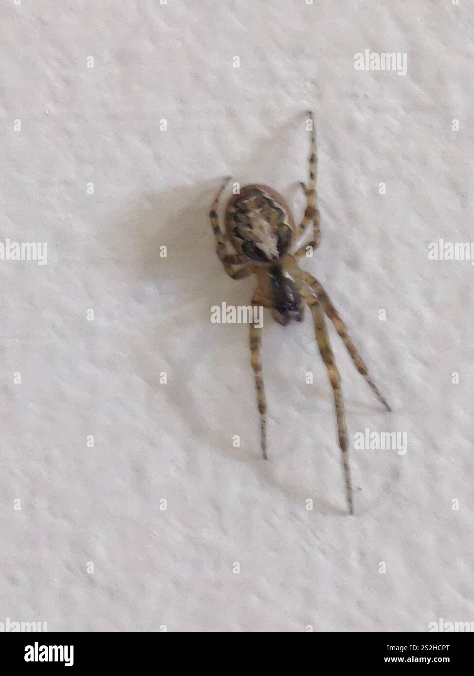 Silver-sided Sector Spider (Zygiella x-notata Stock Photo - Alamy