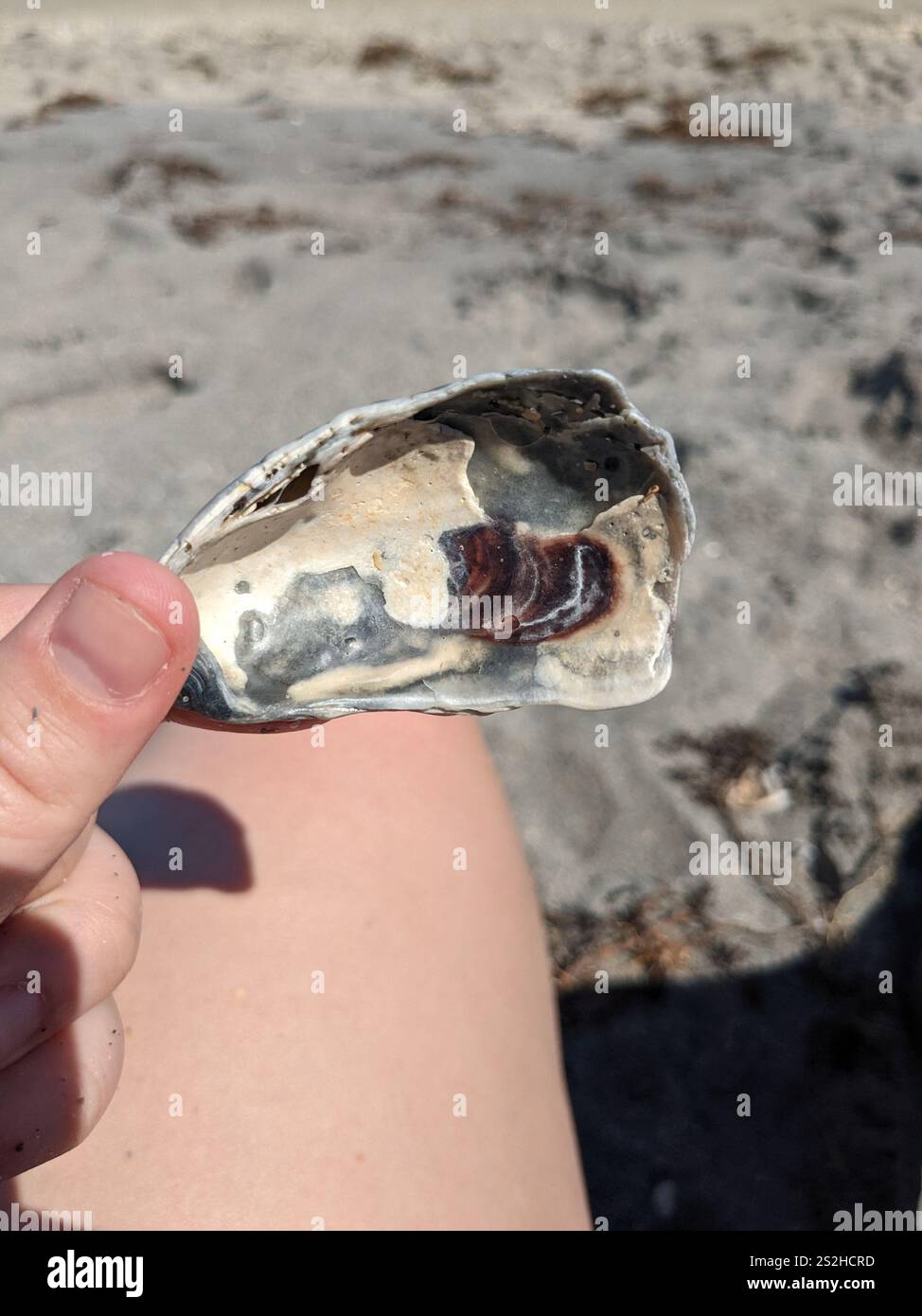 Eastern Oyster (Crassostrea virginica Stock Photo - Alamy