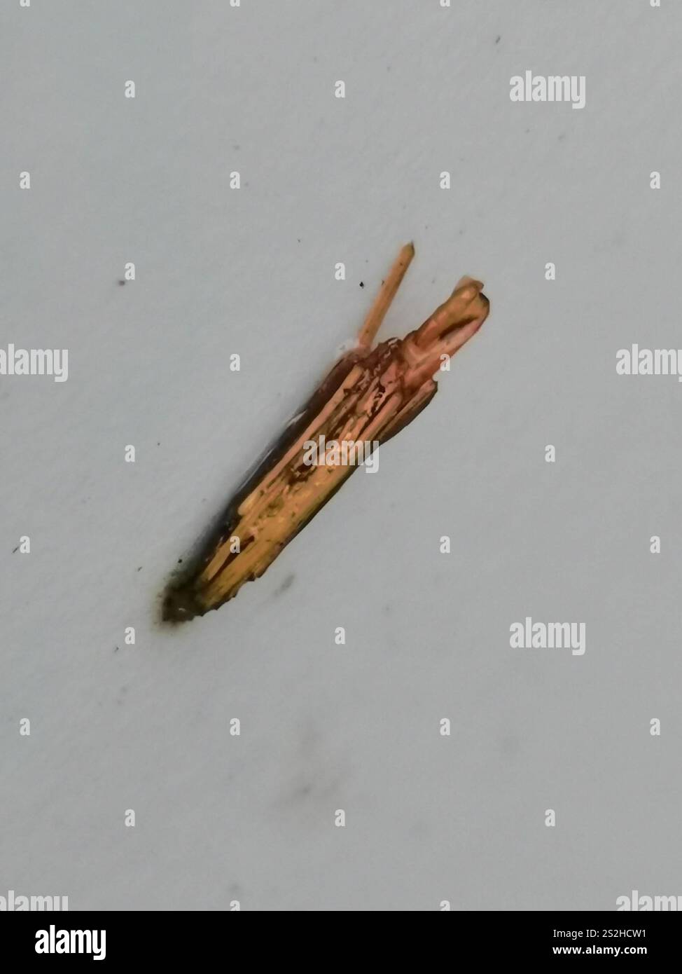 Common Bagworm Moth (Psyche casta Stock Photo - Alamy
