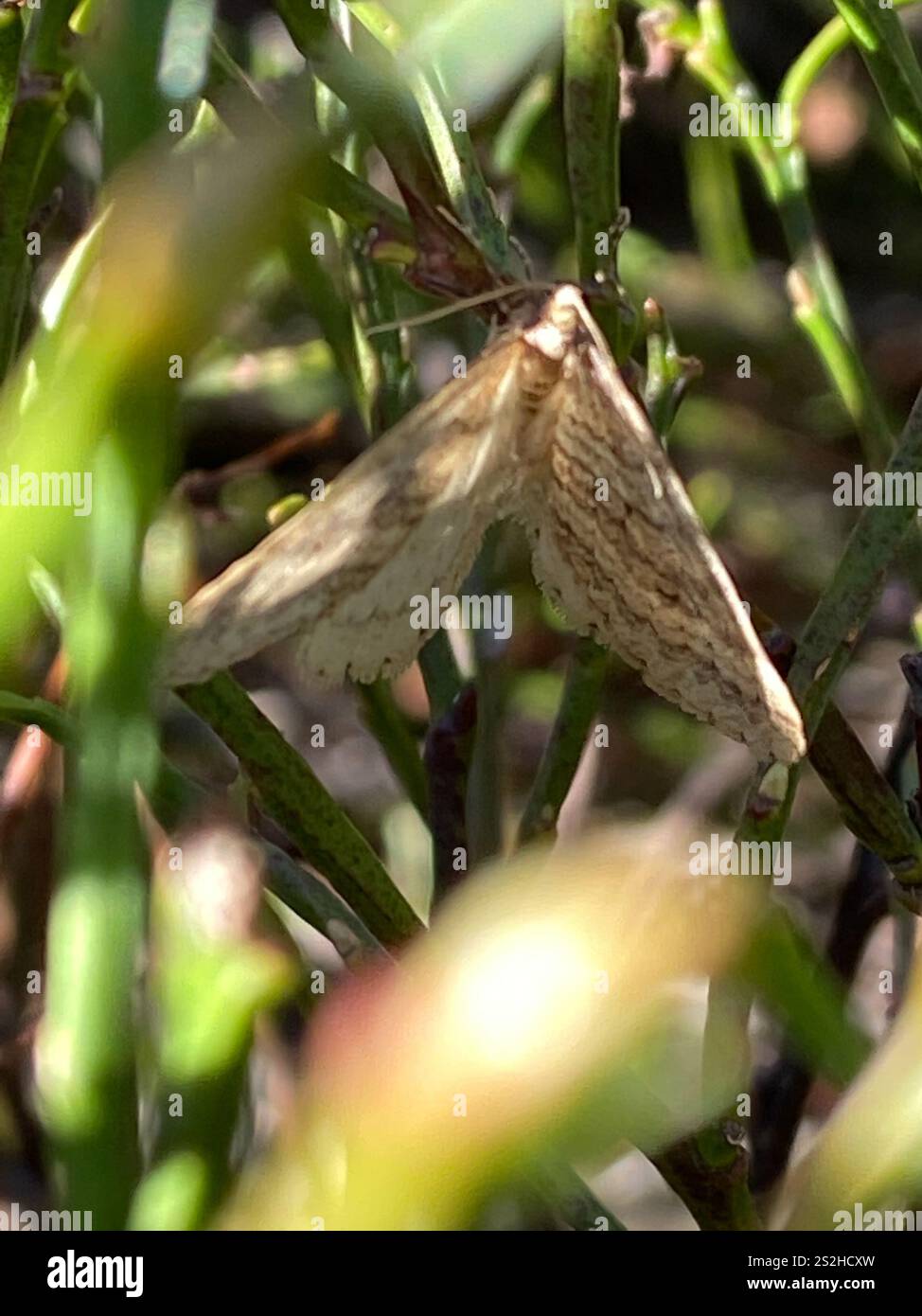 Northern Winter Moth (Operophtera fagata Stock Photo - Alamy