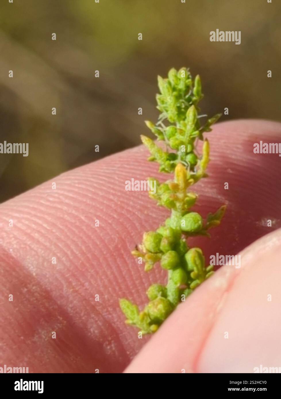 cutleaf goosefoot (Dysphania multifida Stock Photo - Alamy