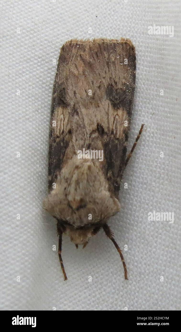 Shuttle-shaped Dart (Agrotis puta Stock Photo - Alamy