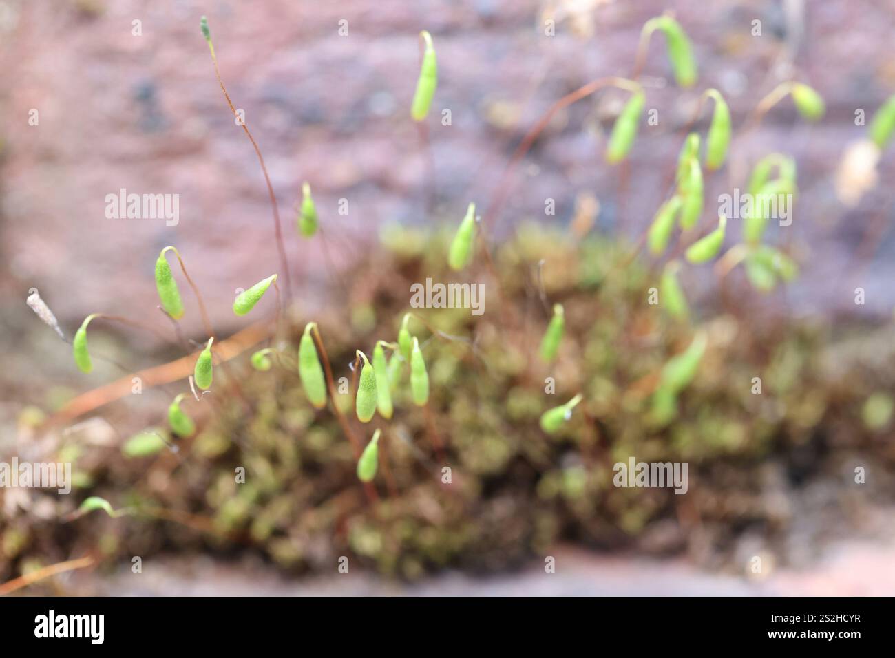 Capillary Thread-moss (Ptychostomum capillare Stock Photo - Alamy