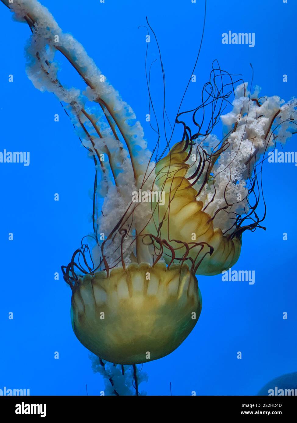 Majestic view of the Statue of Liberty from below, against a clear sky ...