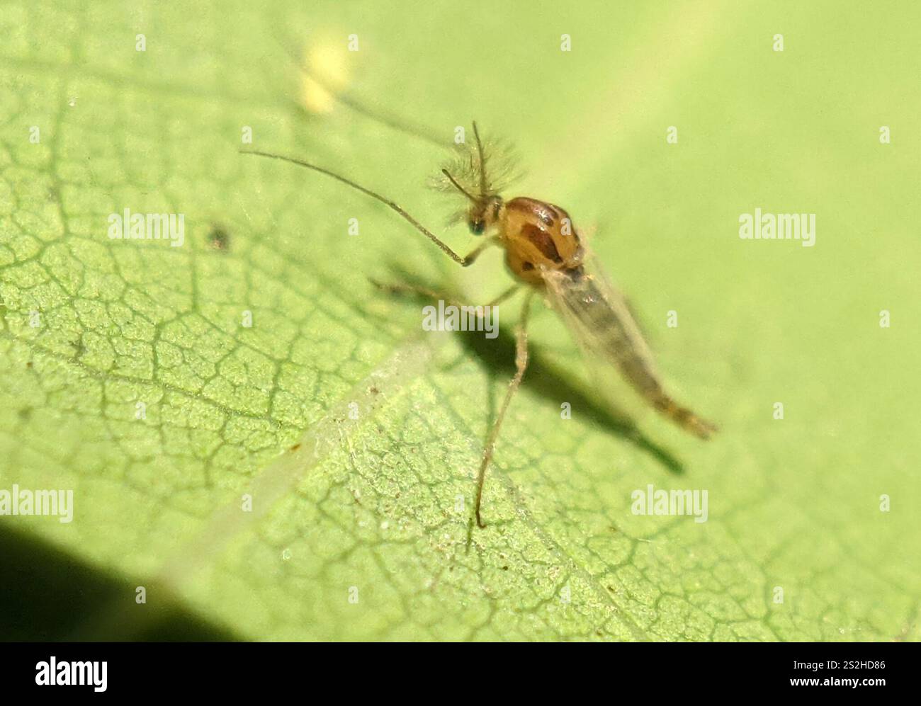 Non-biting Midges (Chironomidae Stock Photo - Alamy