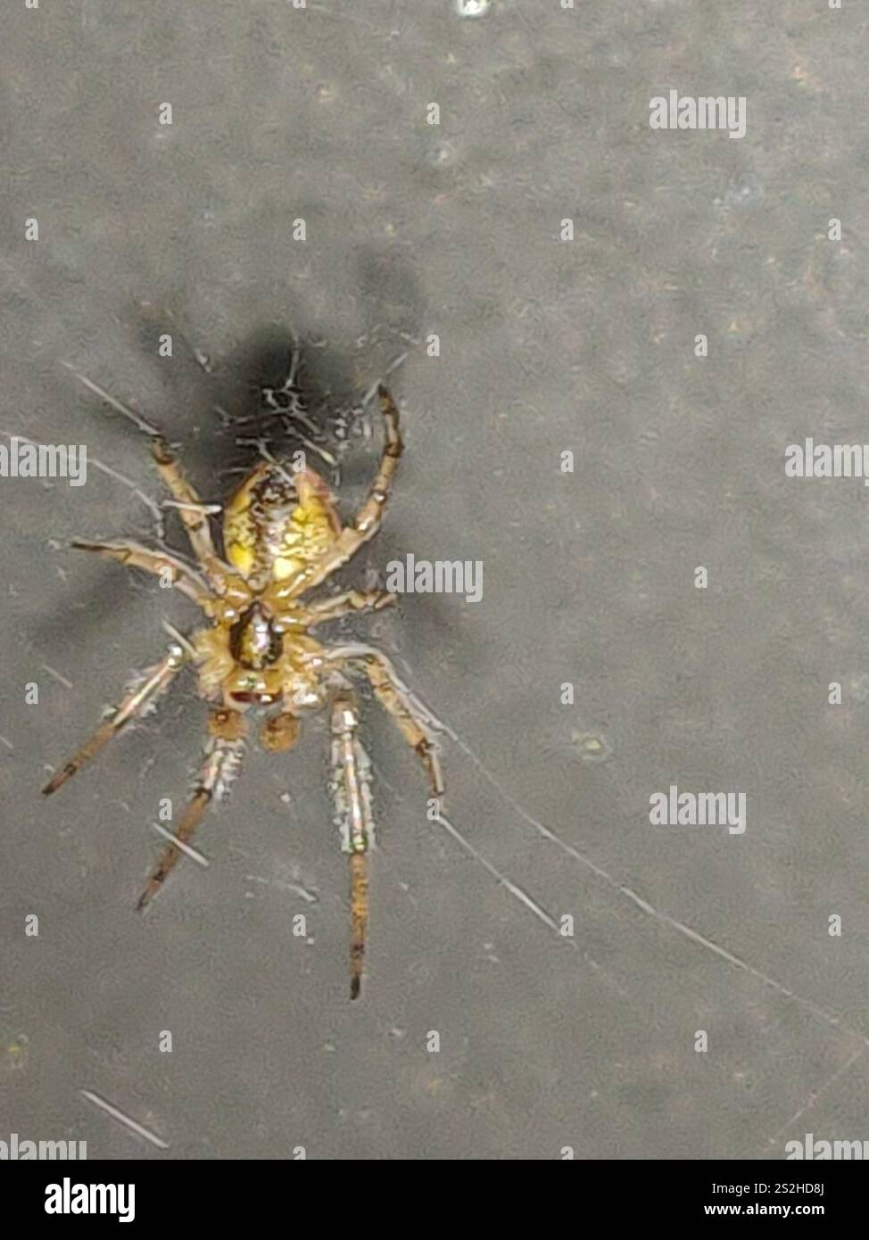 Silver-sided Sector Spider (Zygiella x-notata Stock Photo - Alamy