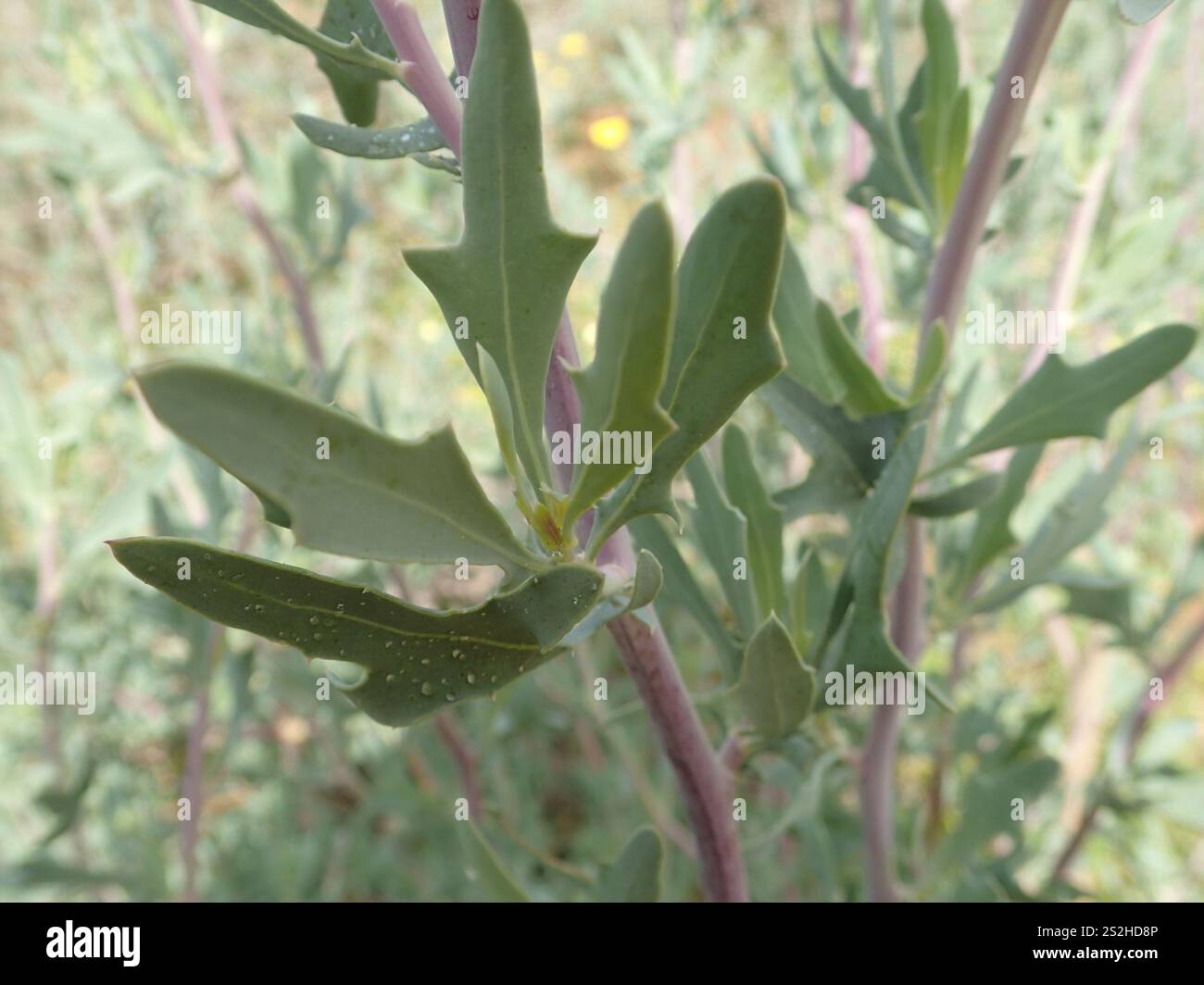 Sand Babooncabbage (Othonna coronopifolia Stock Photo - Alamy