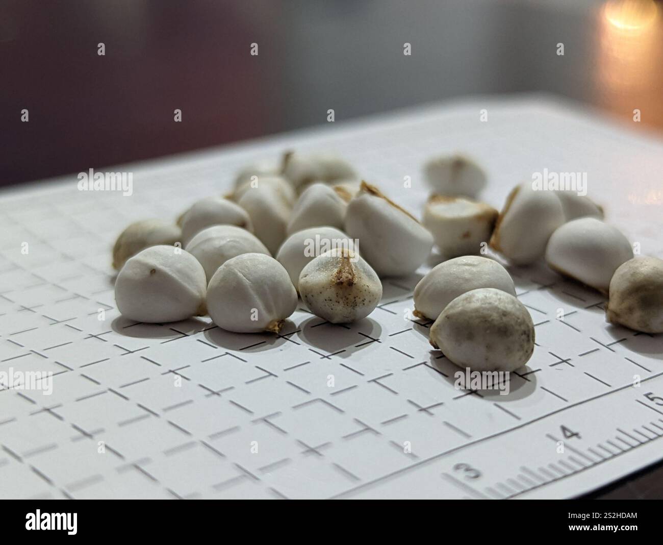 Chinese Tallow (Triadica sebifera Stock Photo - Alamy