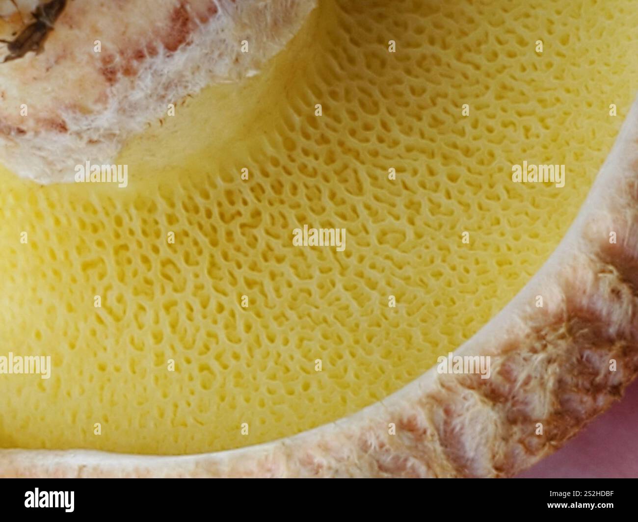 Western Painted Suillus (Suillus lakei Stock Photo - Alamy