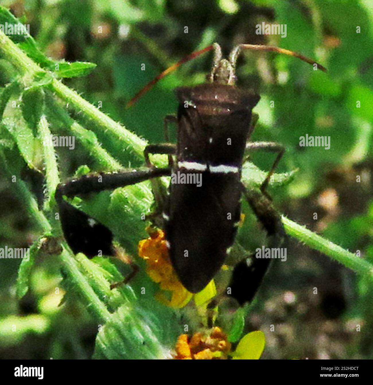 Eastern Leaf-footed Bug (Leptoglossus phyllopus Stock Photo - Alamy