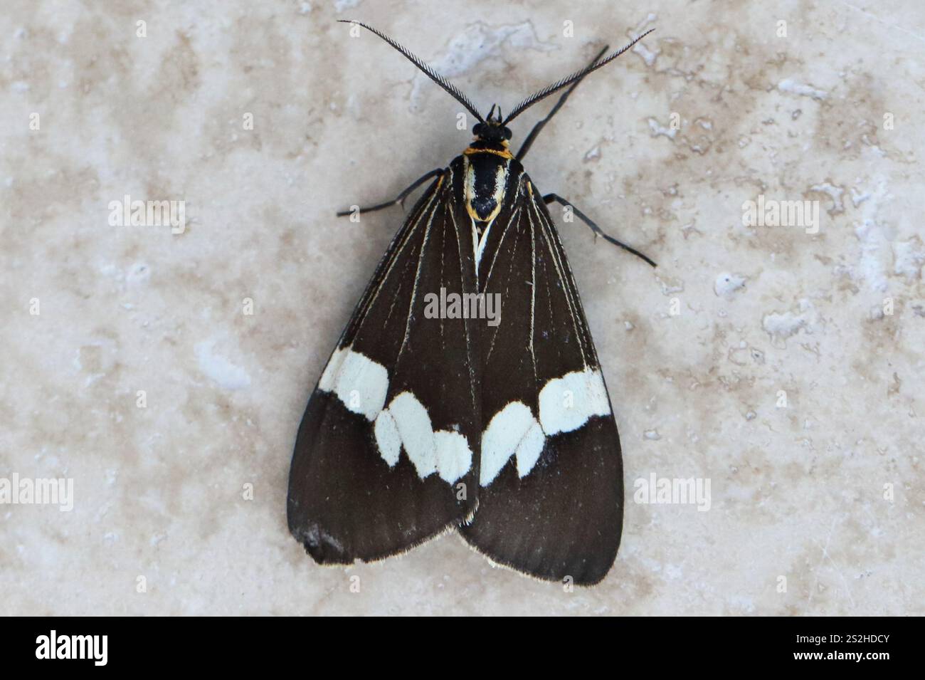 Australian magpie moth (Nyctemera amicus Stock Photo - Alamy