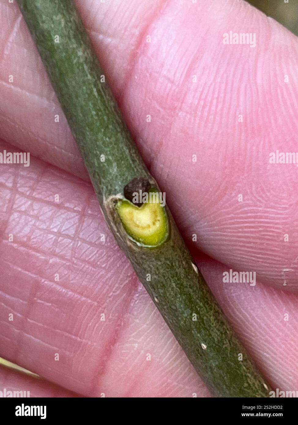 white ash (Fraxinus americana Stock Photo - Alamy