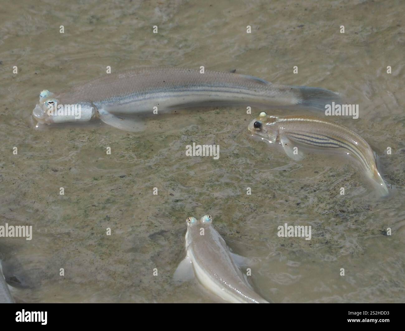 Largescale Four-eyed Fish (Anableps anableps Stock Photo - Alamy