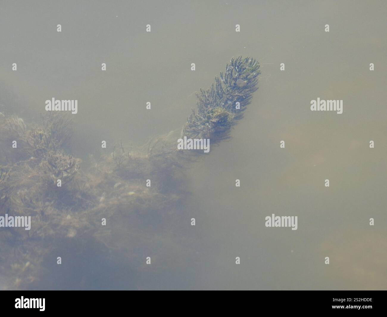 coontail (Ceratophyllum demersum Stock Photo - Alamy