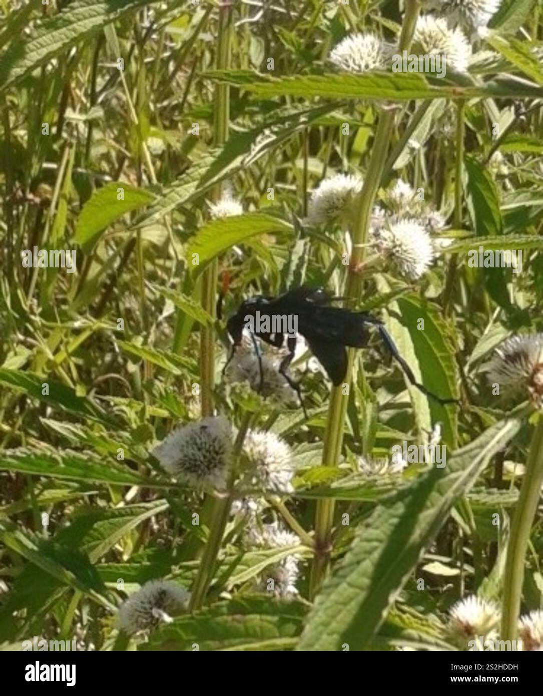 Tarantula-hawk Wasps and Allies (Pepsini Stock Photo - Alamy