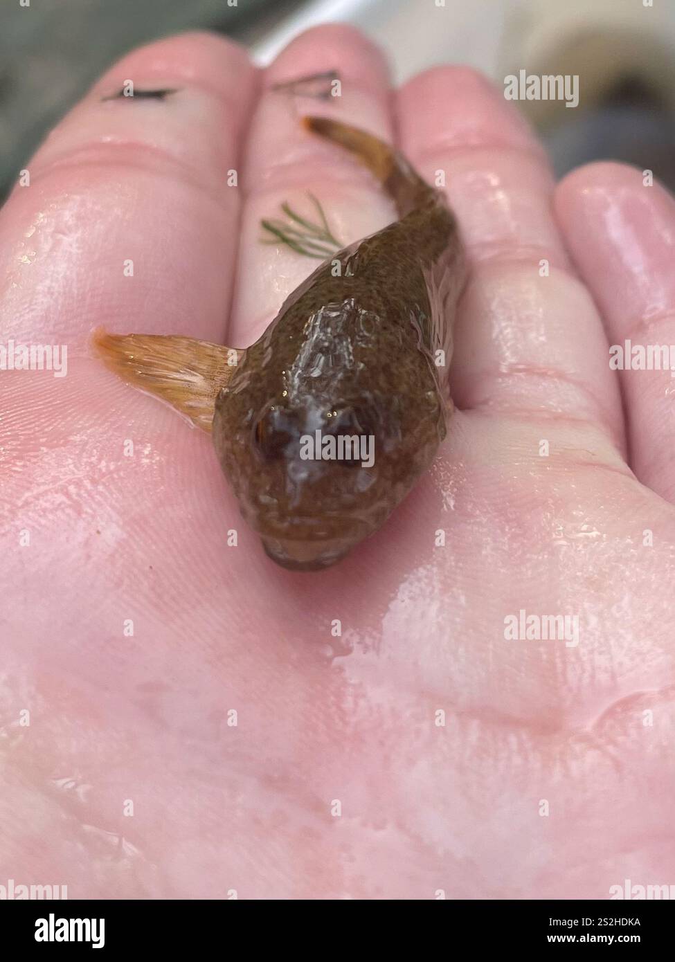 Mottled Sculpin (Cottus bairdii Stock Photo - Alamy